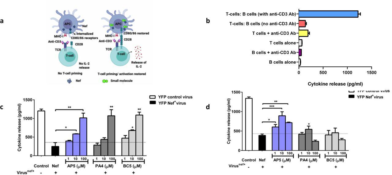 Raji B Lymphocytes | ATCC | Bioz