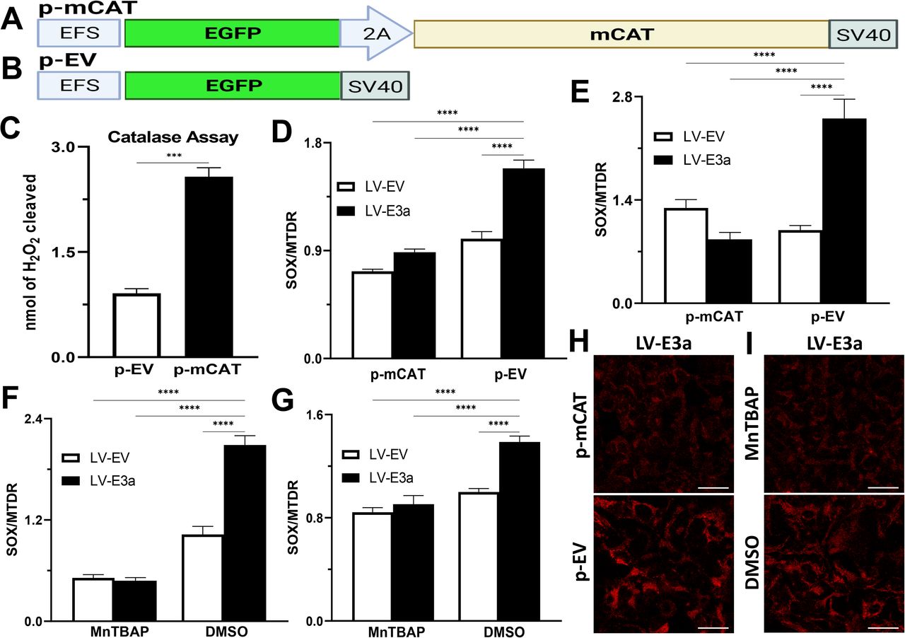 293t Thp1 Cells | ATCC | Bioz