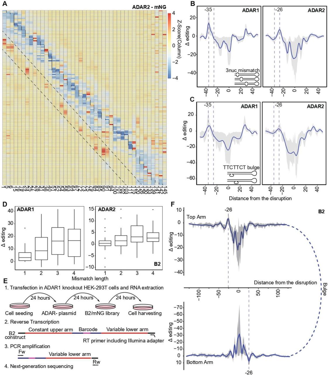 Adar2 Pcdna3 1 Plasmids | Thermo Fisher | Bioz