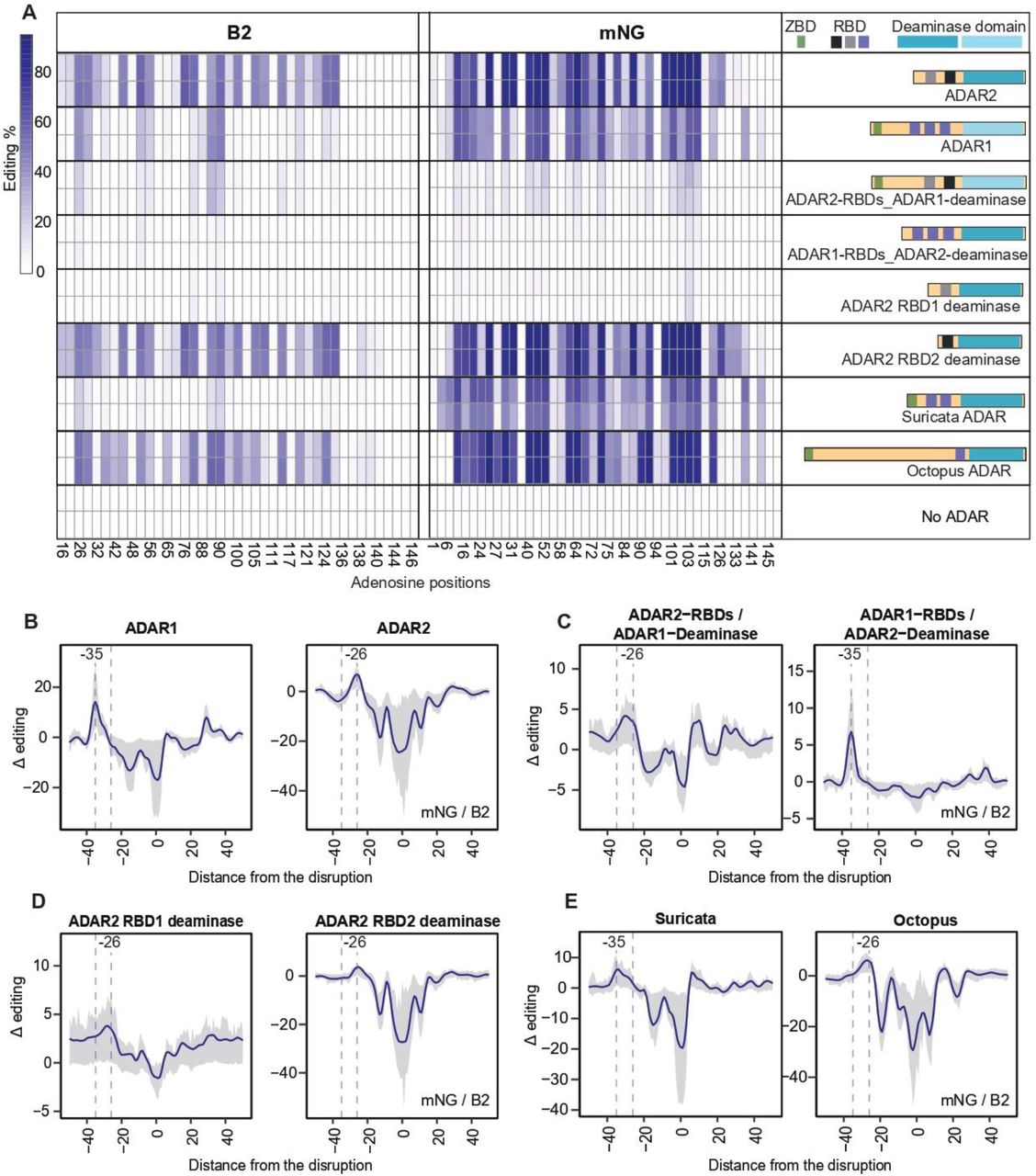 Adar2 Pcdna3 1 Plasmids | Thermo Fisher | Bioz