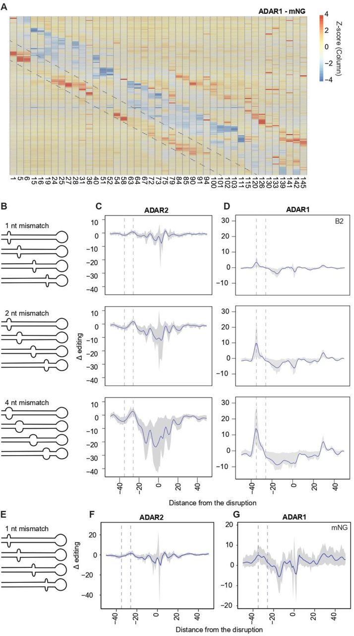 Adar2 Pcdna3 1 Plasmids | Thermo Fisher | Bioz