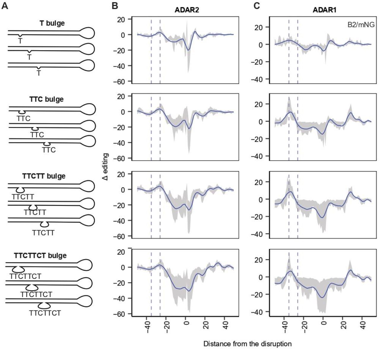 Adar2 Pcdna3 1 Plasmids | Thermo Fisher | Bioz