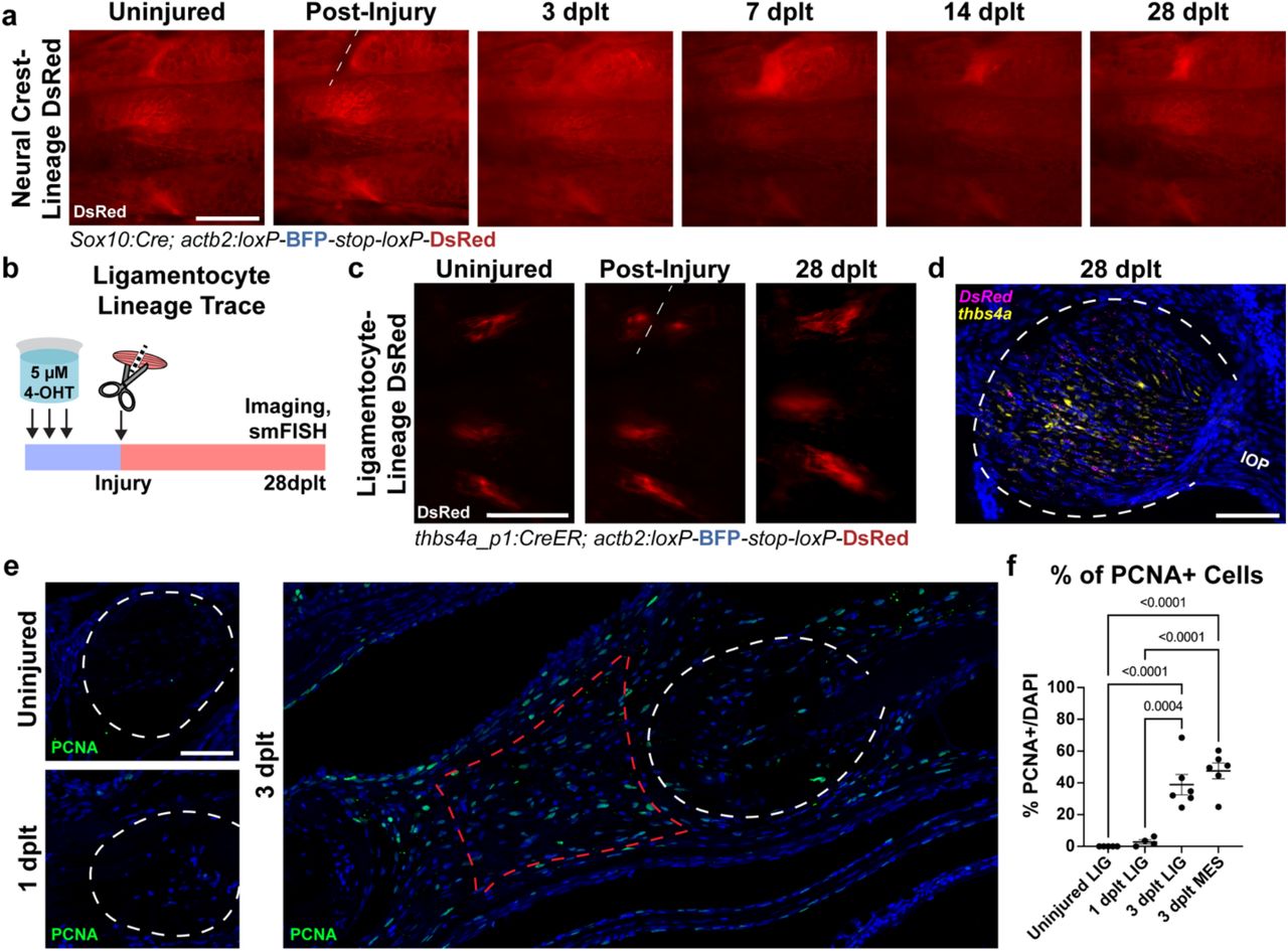 Rnascope Multiplex Fluorescent Reagent Kit V2 | Advanced Cell ...