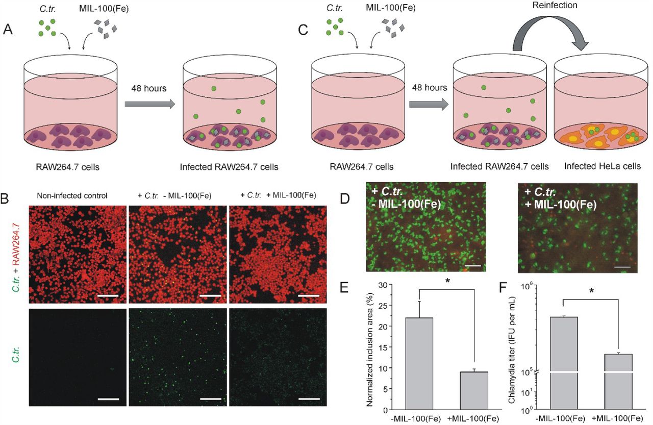 Cervical Adenocarcinoma Hela Cells | ATCC | Bioz