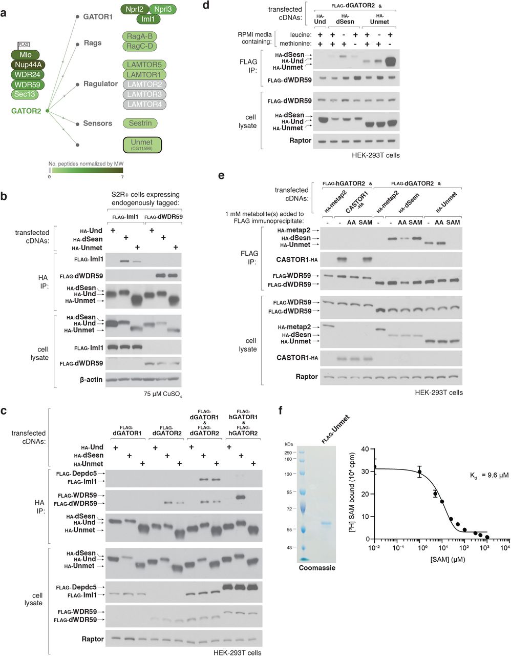 Flag Peptide | Thermo Fisher | Bioz