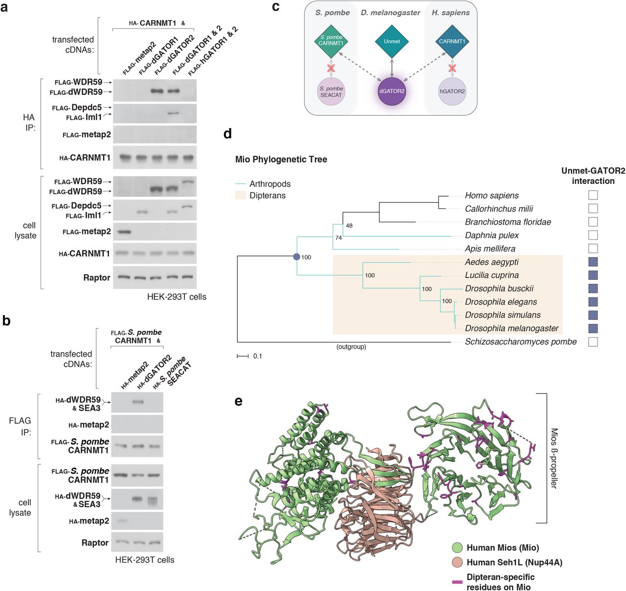Anti Flag M2 Agarose Beads | Millipore | Bioz