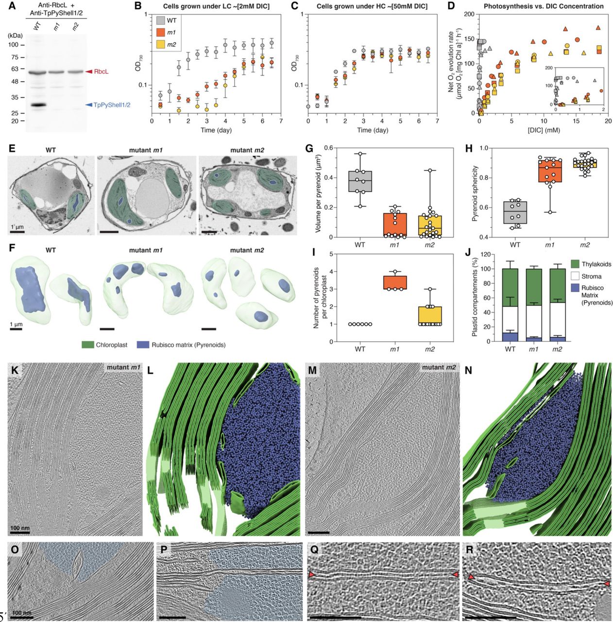 Fib Instrument | Thermo Fisher | Bioz