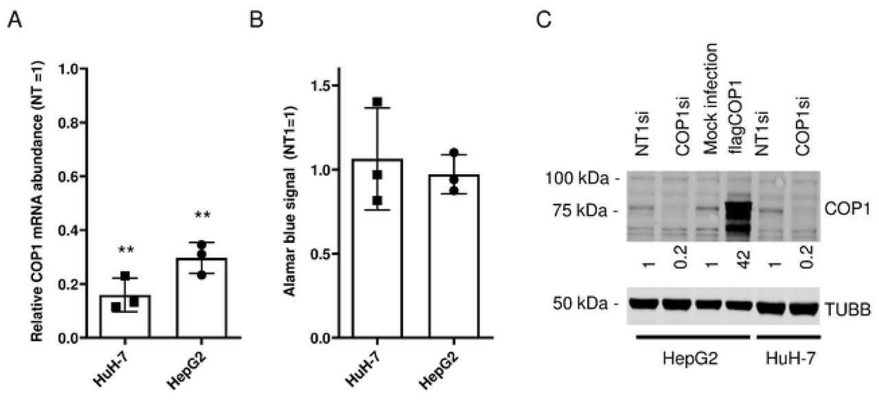 Huh 7 Cells | ATCC | Bioz