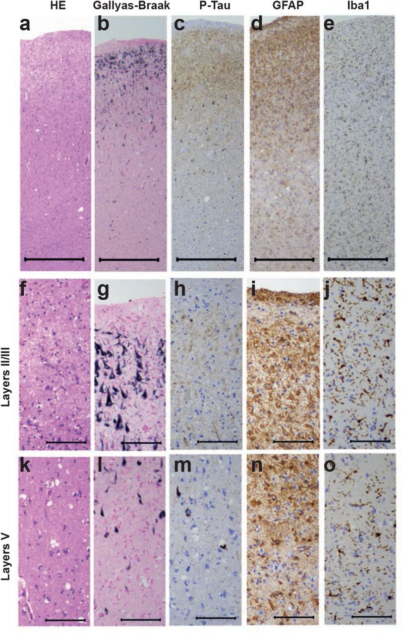 At8 | Innogenetics | Bioz