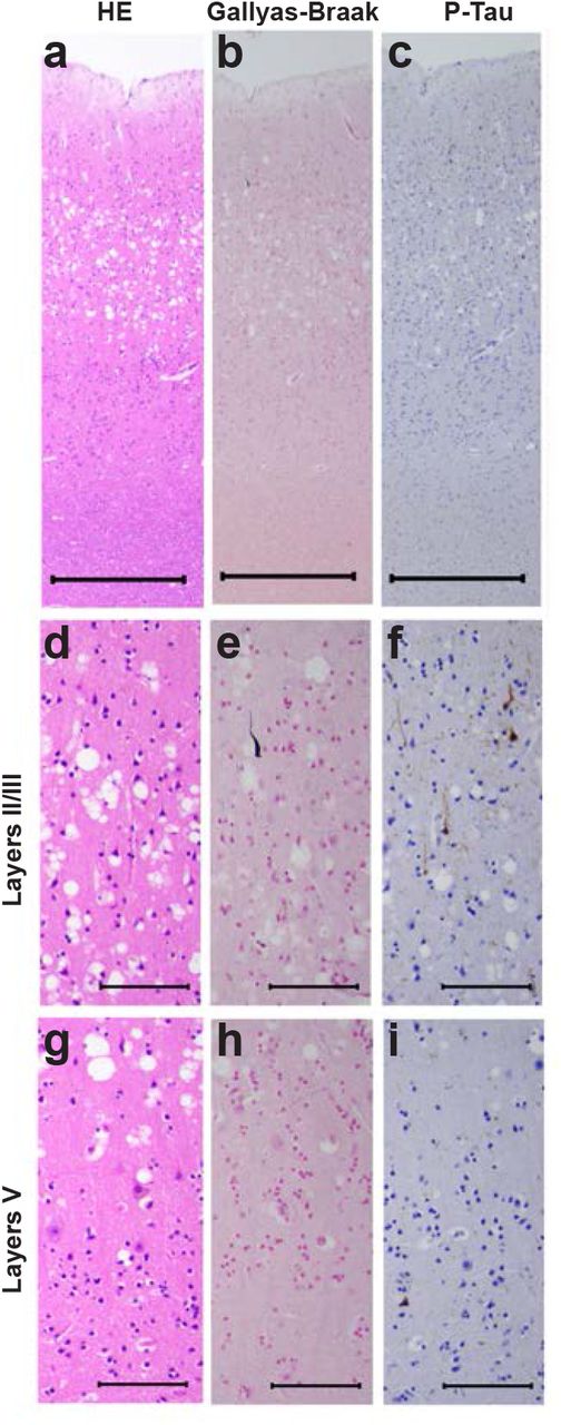 At8 | Innogenetics | Bioz