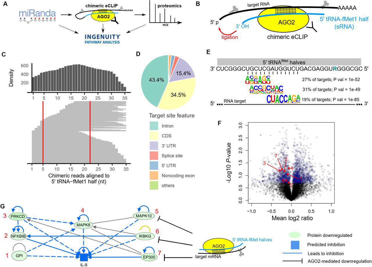 Custom Taqman Small Rna Assays | Thermo Fisher | Bioz