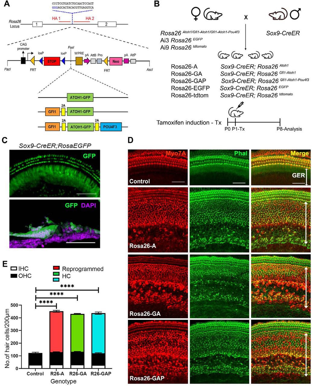Mouse Ai3 | The Jackson Laboratory | Bioz