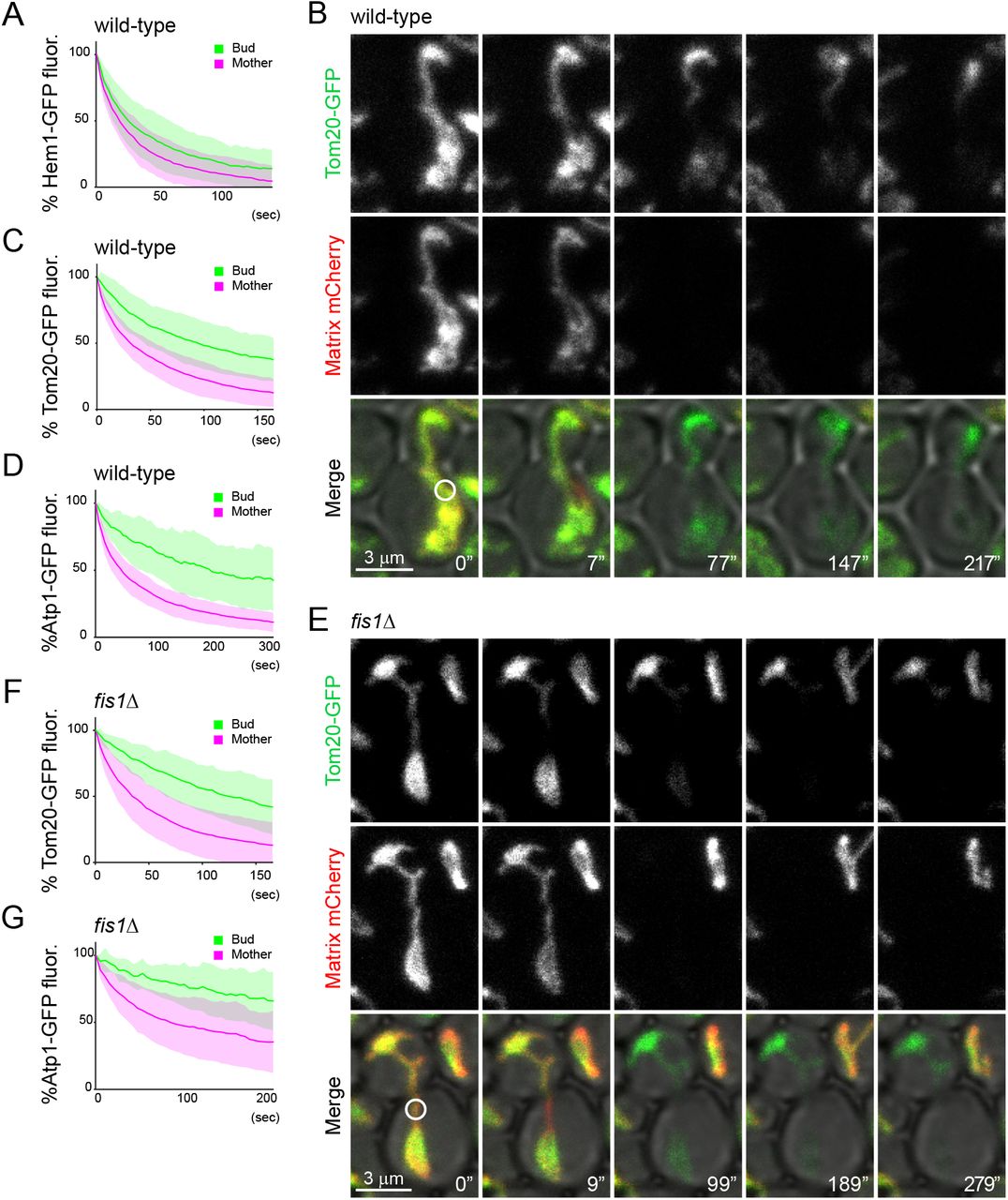 Gfp Collection | Thermo Fisher | Bioz