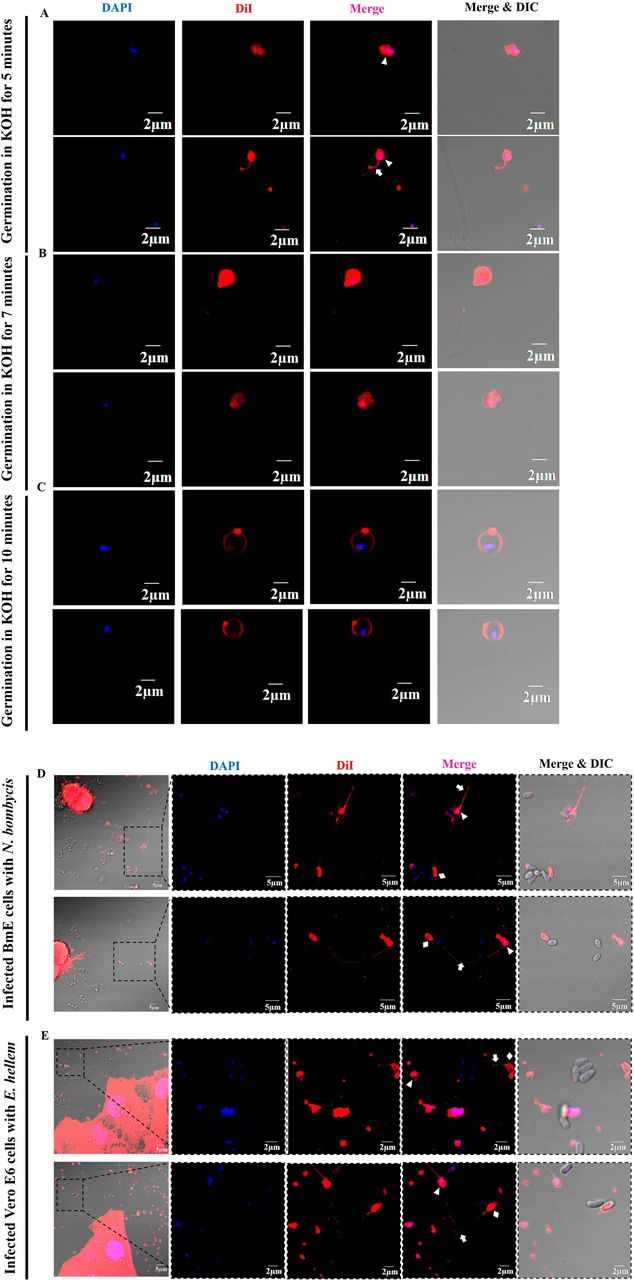 Dii | Thermo Fisher | Bioz
