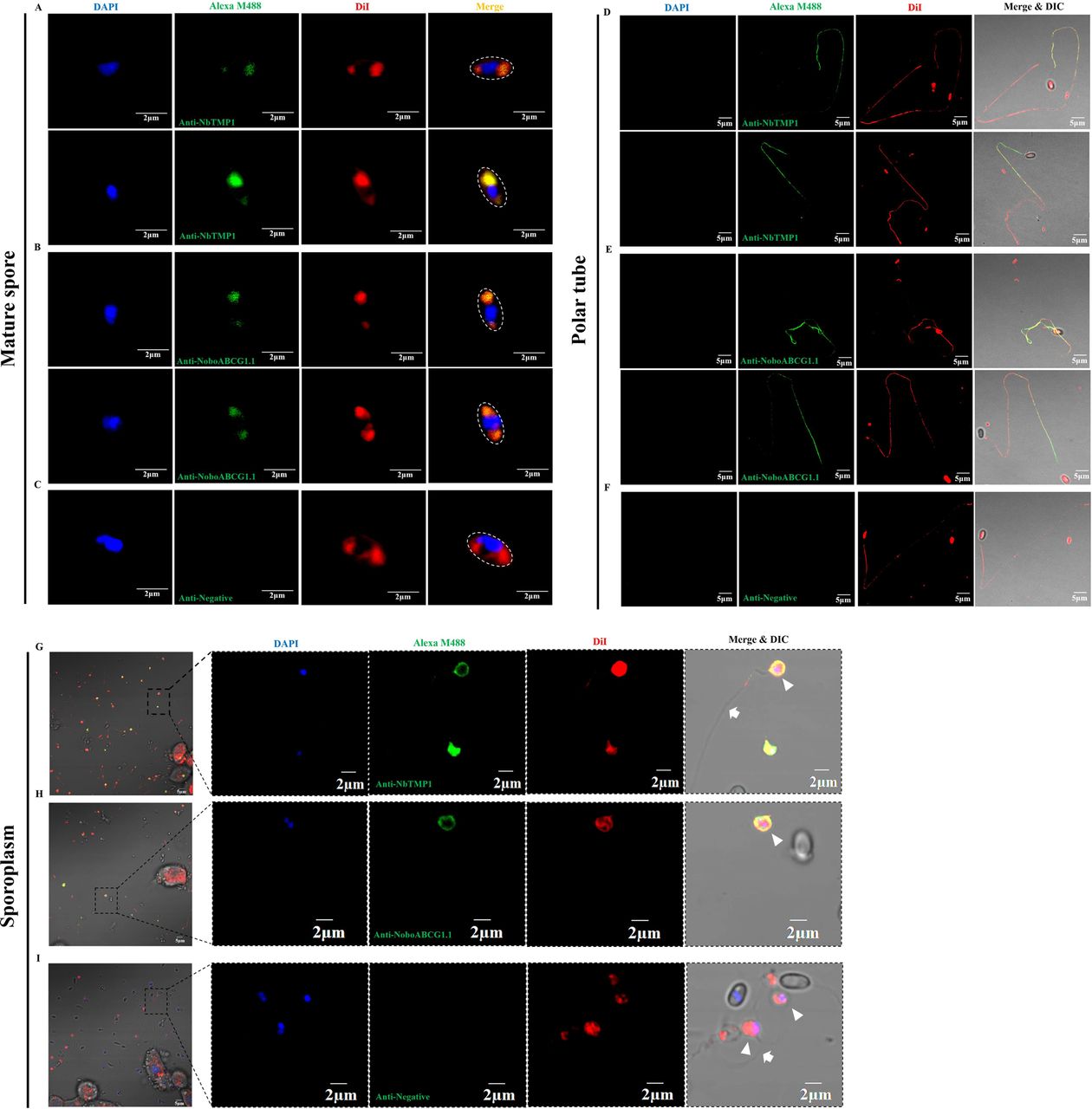 Dii | Thermo Fisher | Bioz