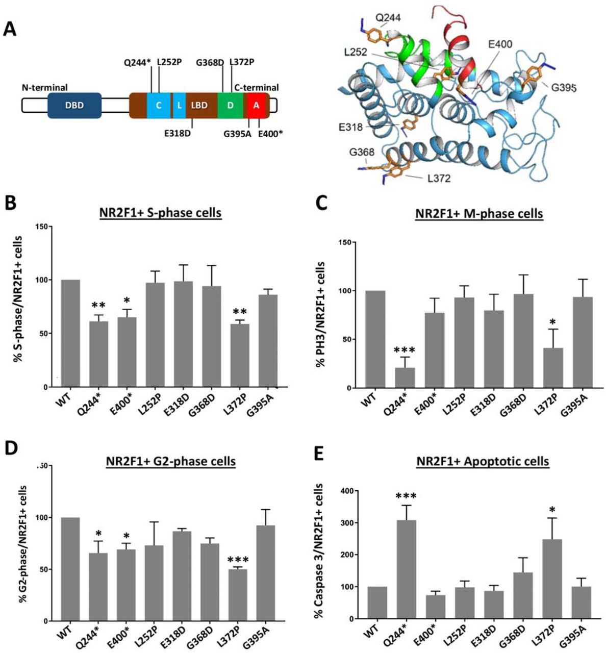 Transfection Reagent | polyplus transfection | Bioz