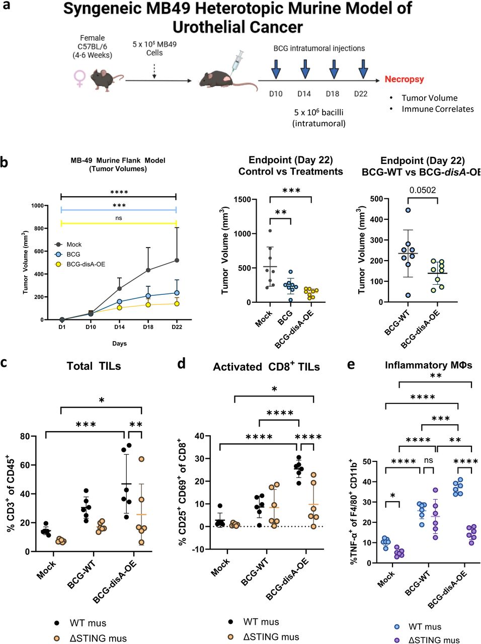 Mb49 | ATCC | Bioz