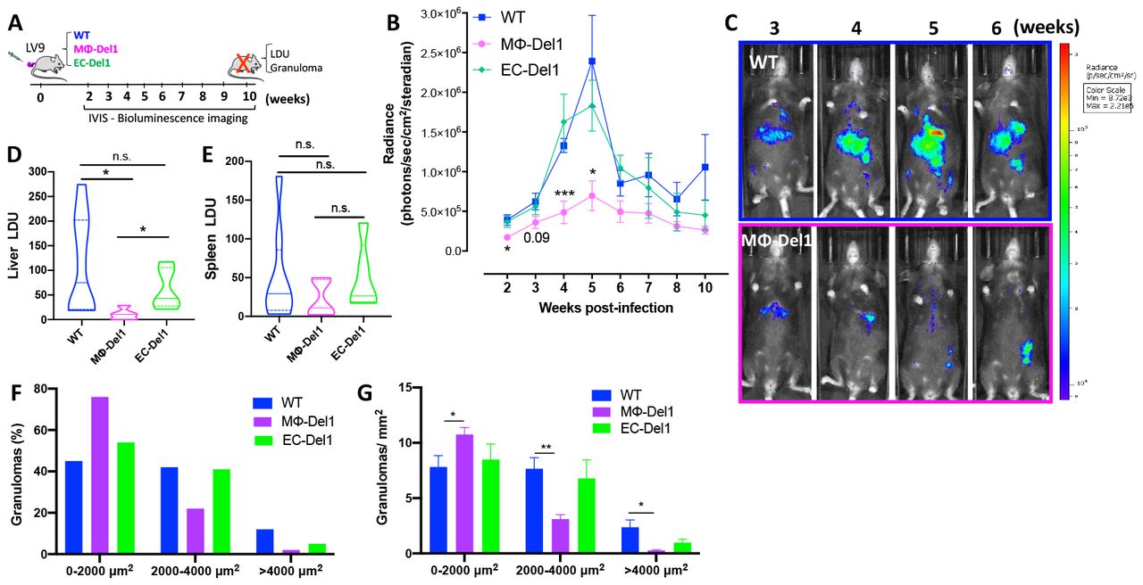In Vivo Imaging System Ivis Spectrum | PerkinElmer | Bioz