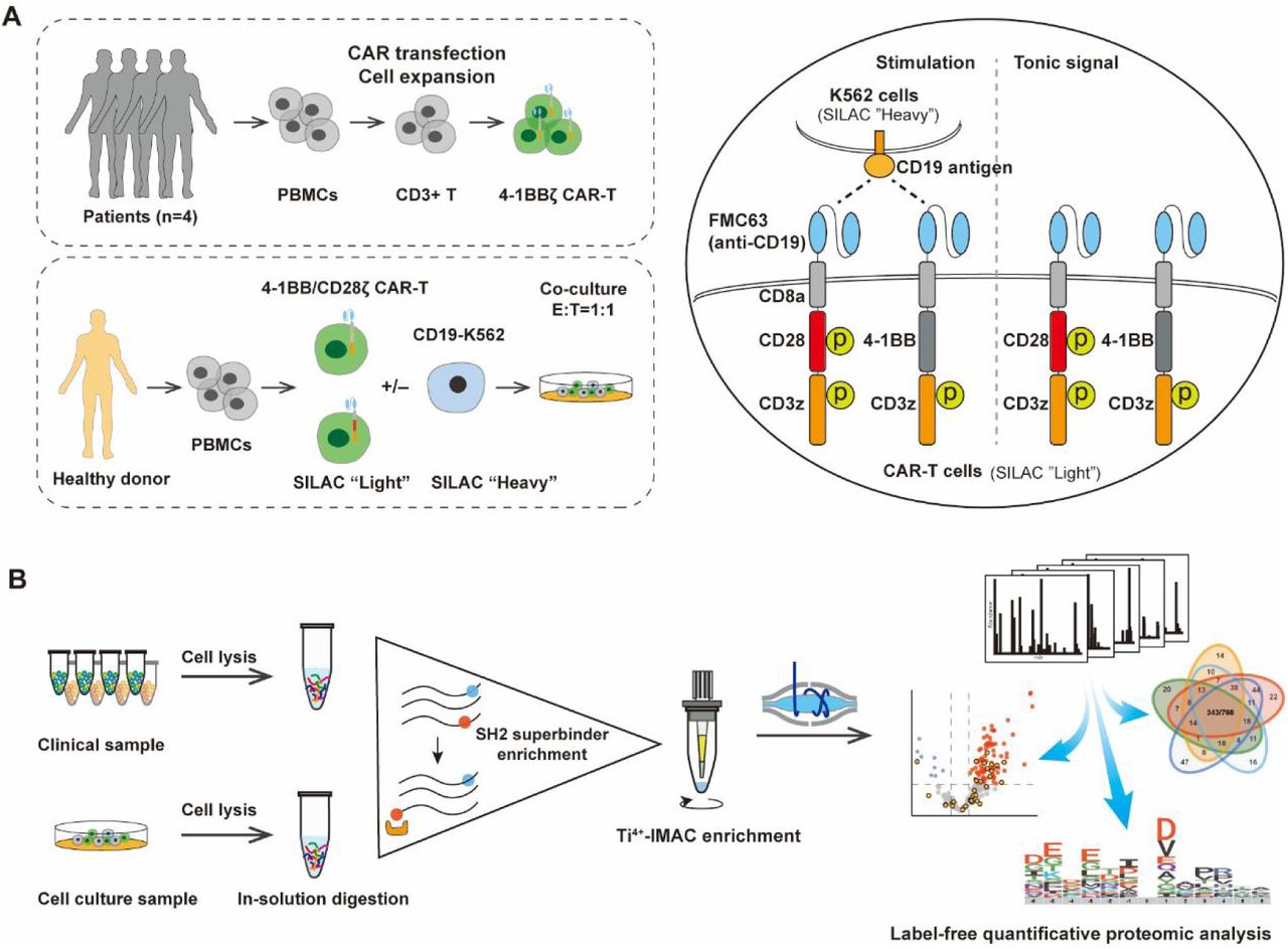 Cd19 K562 Stable Cell Line | ATCC | Bioz