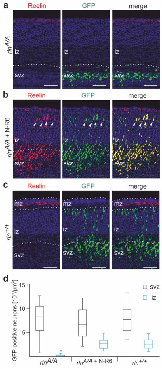 Mouse Monoclonal Anti Reelin G10 | Cell Signaling Technology Inc | Bioz