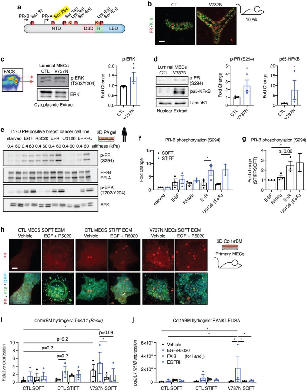 Mouse Trance Rankl Tnfsf11 Duoset Elisa Kits | R&D Systems | Bioz