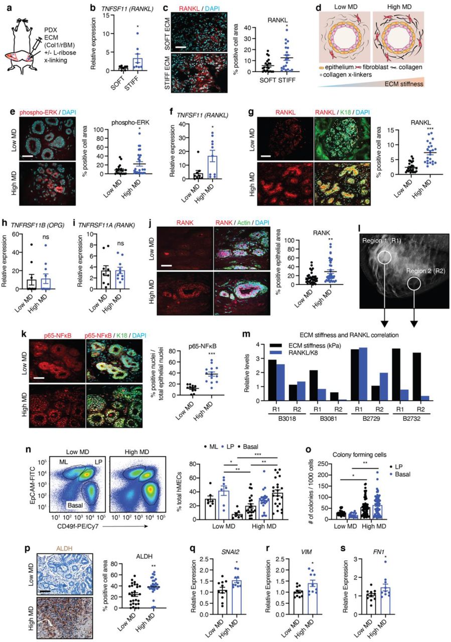 Mouse Trance Rankl Tnfsf11 Duoset Elisa Kits | R&D Systems | Bioz