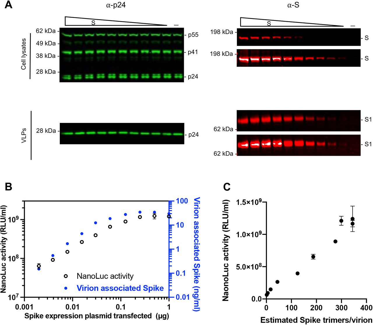 Hek 293t Human Embryonic Kidney Cells | ATCC | Bioz