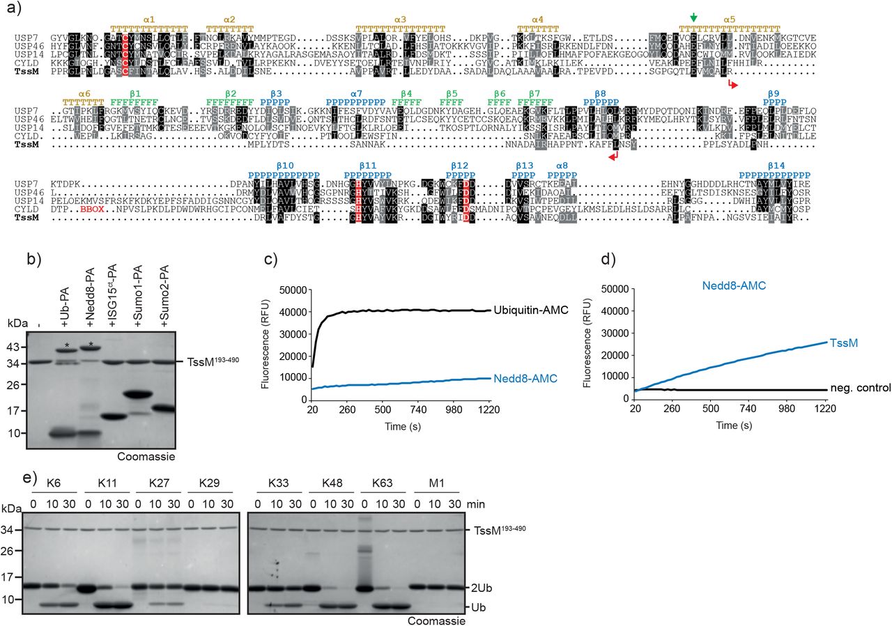 Ub Amc | Bioz | Ratings For Life-Science Research