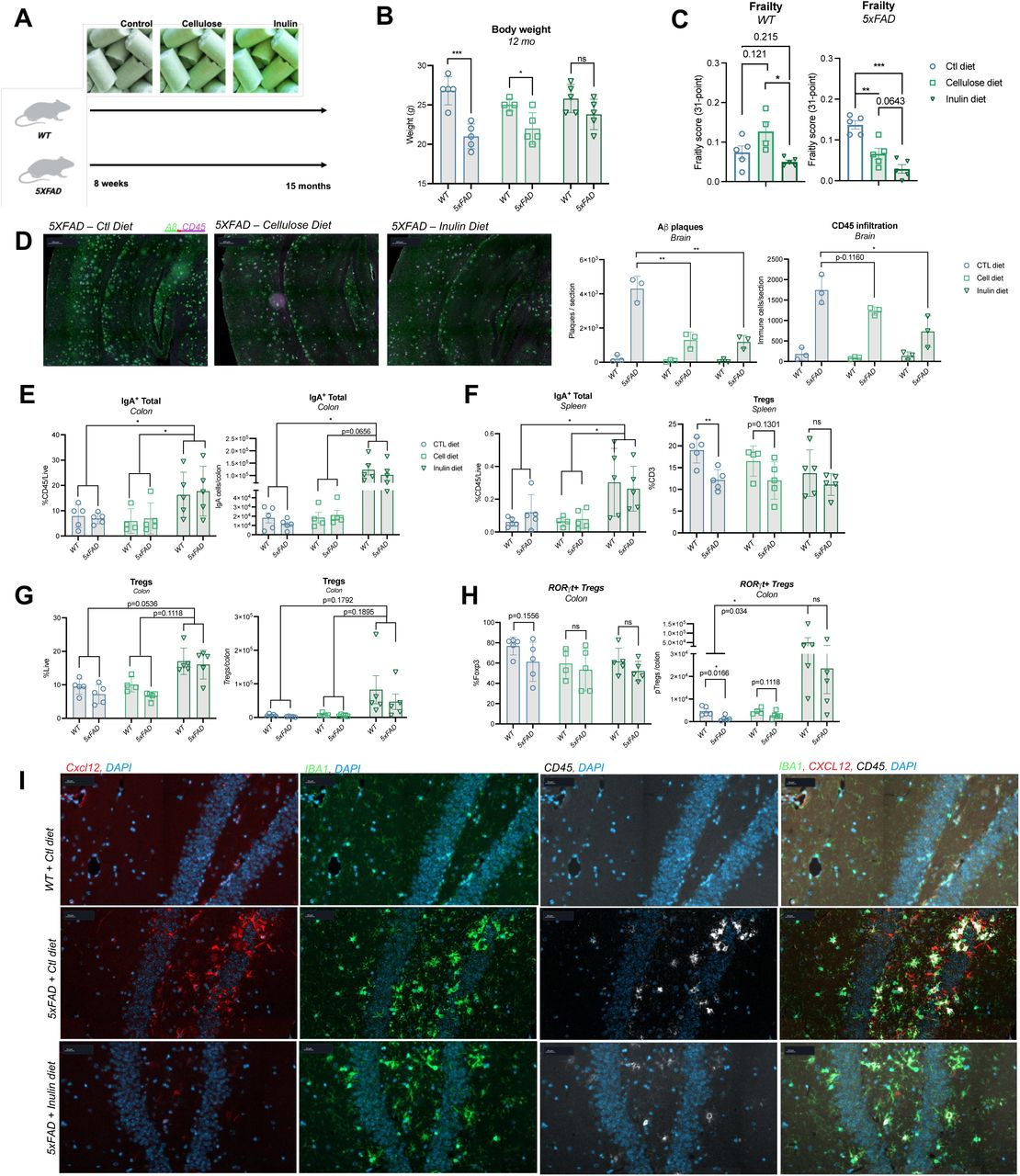 Immunofluorescent Staining For Iba1 | FUJIFILM | Bioz