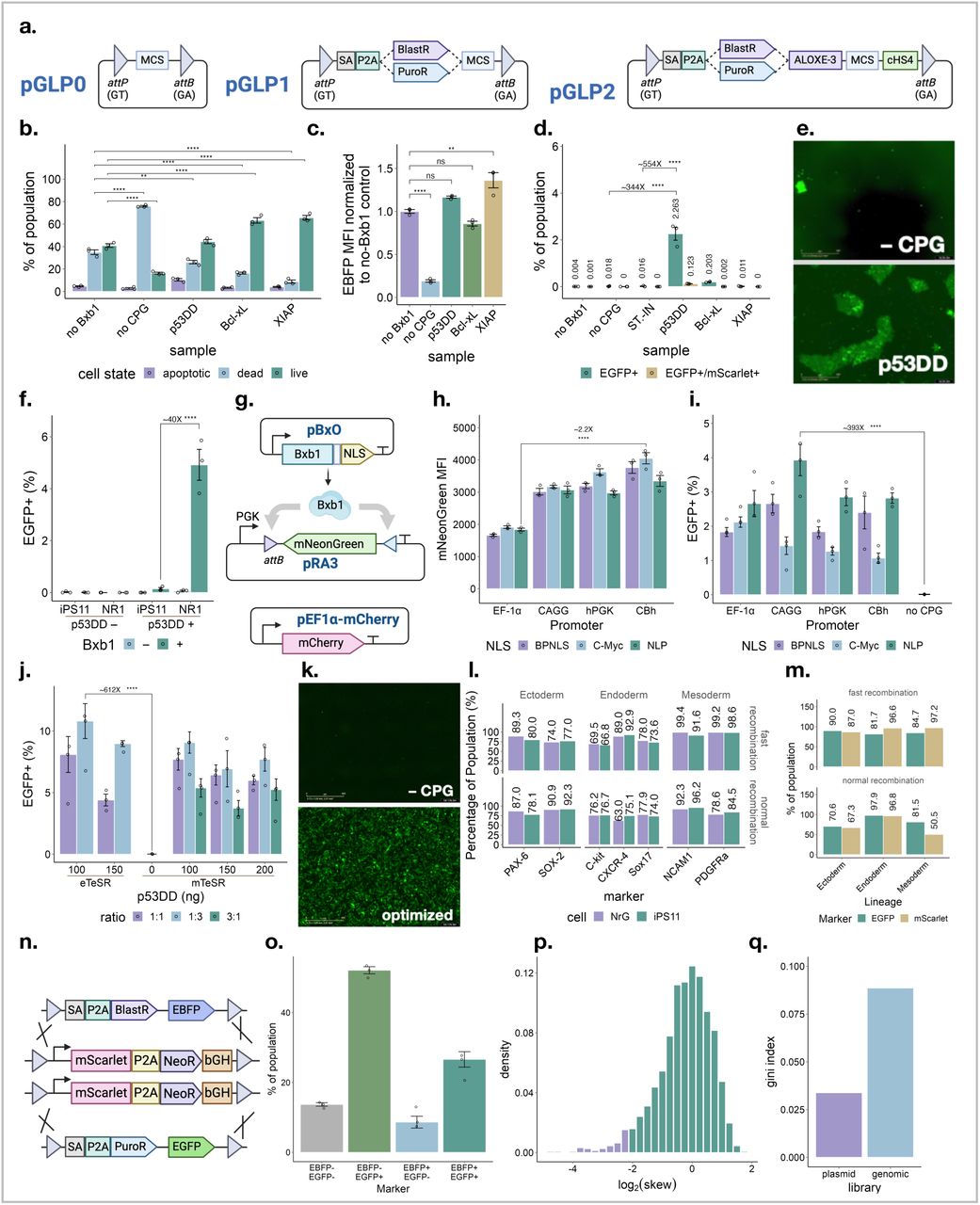 Puromycin Selection | Millipore | Bioz
