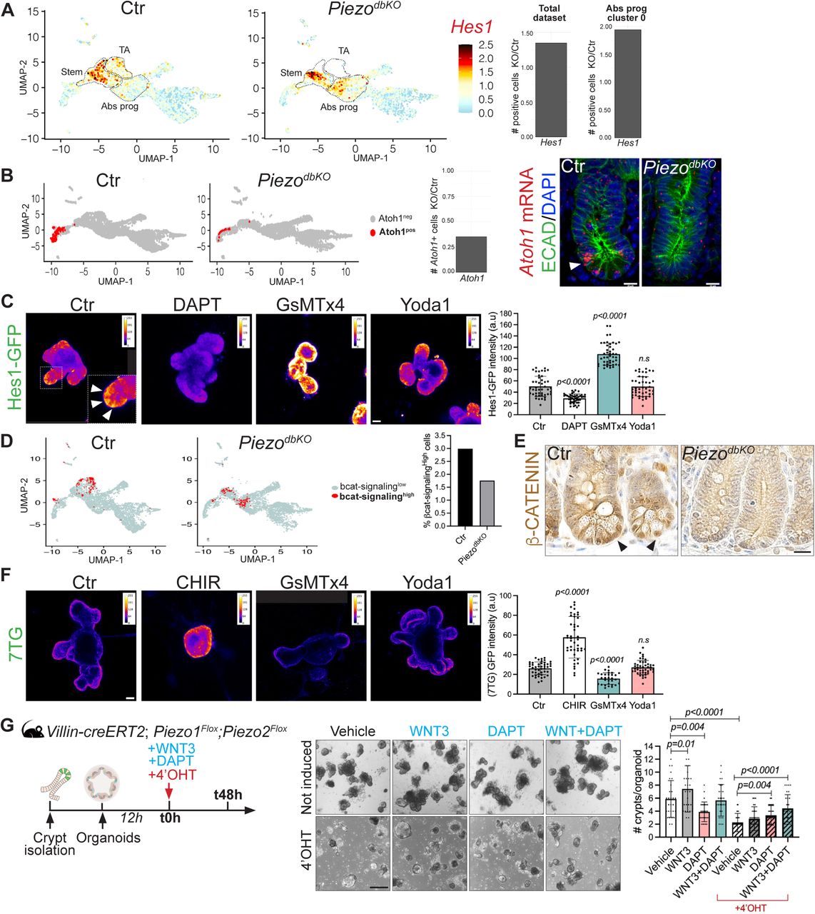 Lenti 7tg 7xtcf Egfp Plasmid | Addgene inc | Bioz