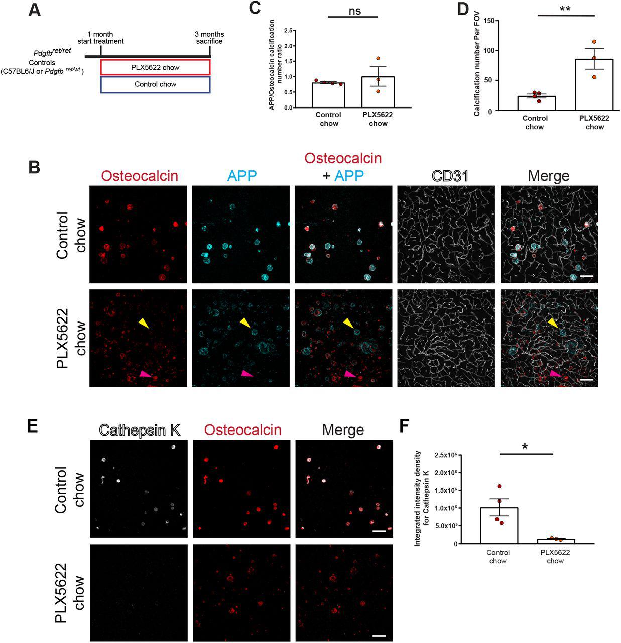 Plx5622 Chow | Plexxikon | Bioz