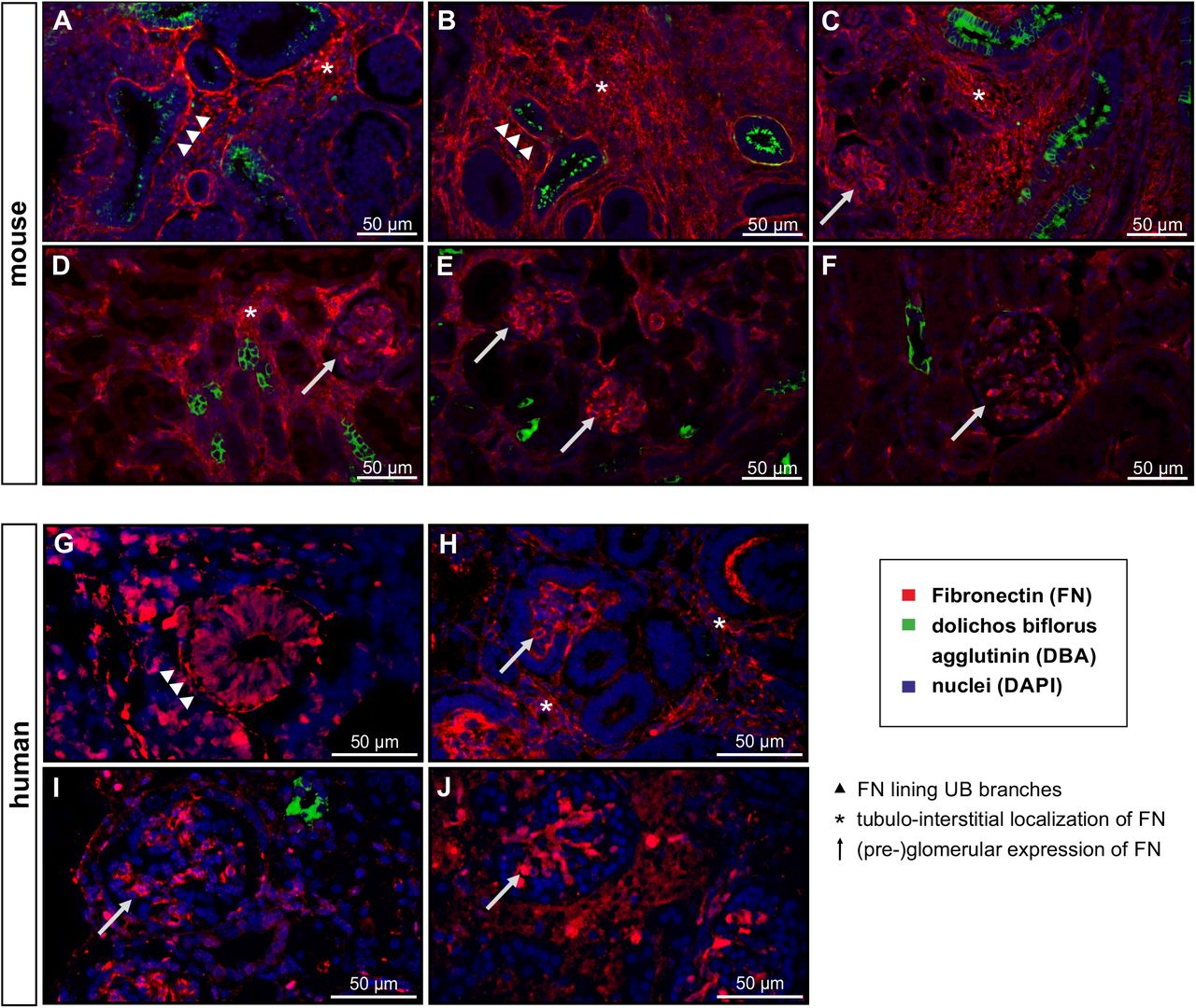 Fitc Conjugated Dba | Vector Laboratories | Bioz