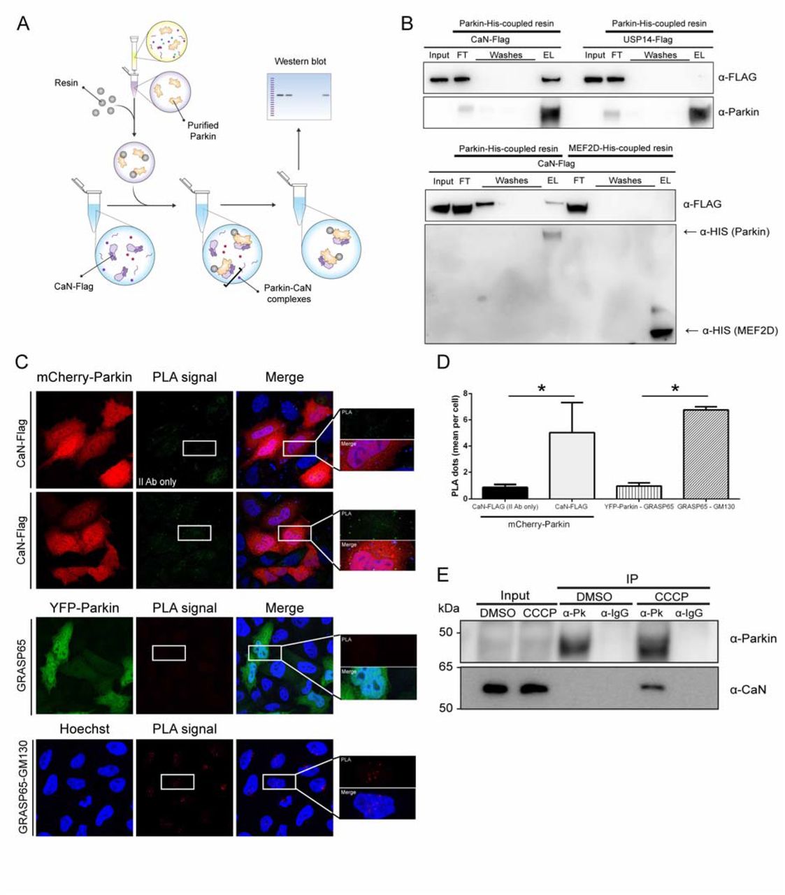 Mouse Embryonic Fibroblasts Mef Cells | Thermo Fisher | Bioz