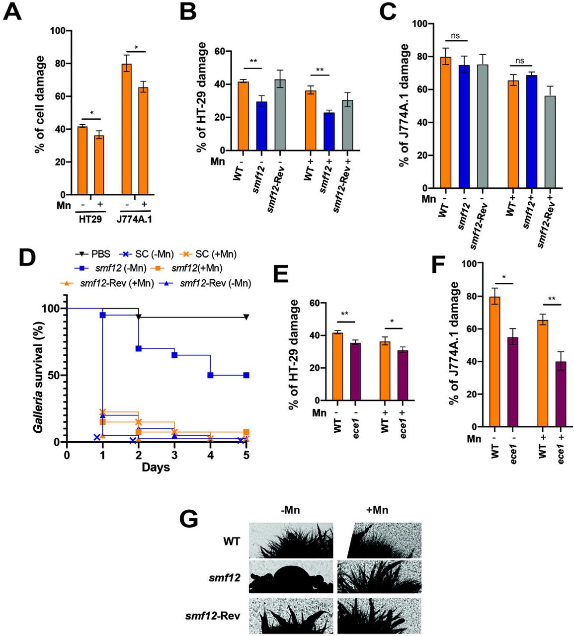 Colonic Cell Line Ht 29 | ATCC | Bioz