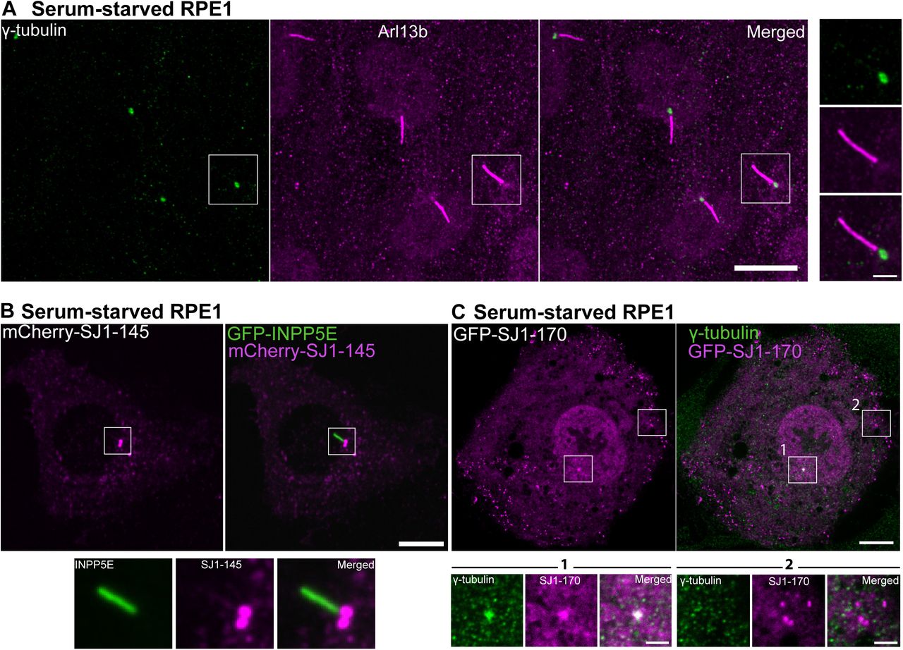 Htert Rpe1 Cells | Thermo Fisher | Bioz