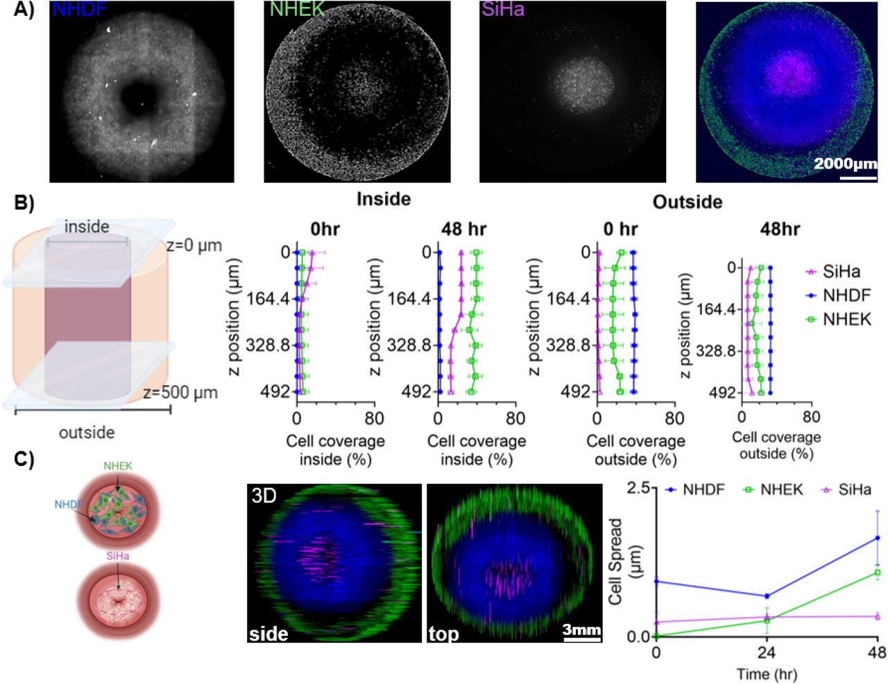 Siha Cells | ATCC | Bioz