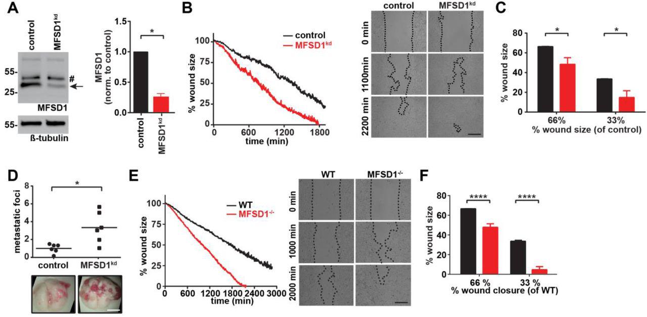 Murine Colon Carcinoma Cell Line Mc 38 | ATCC | Bioz