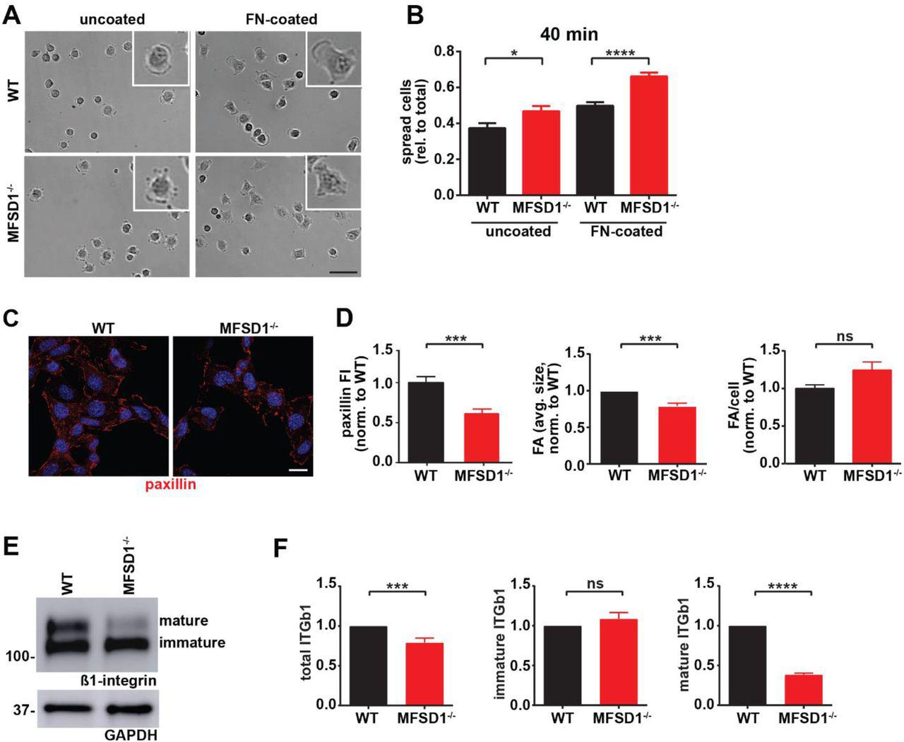 Colon Carcinoma Mc38 Cell Line | ATCC | Bioz