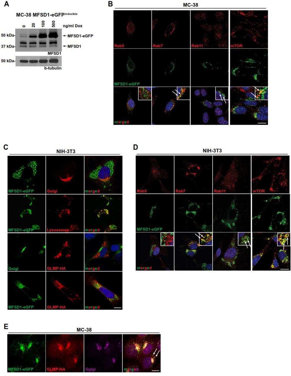 Mc 38 Cell Line | ATCC | Bioz