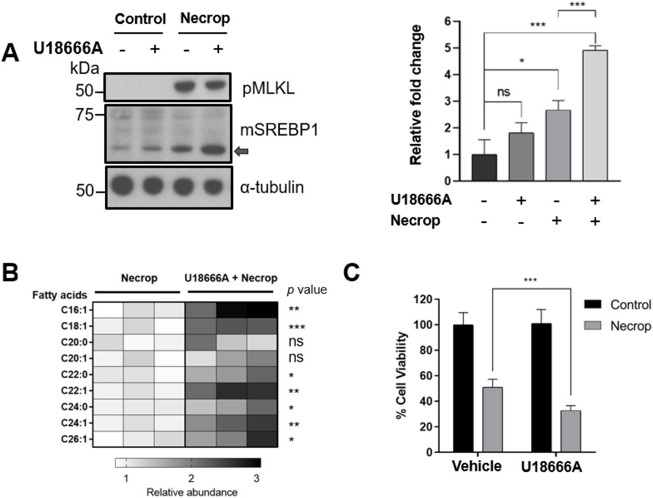 Ht 29 Human Colorectal Adenocarcinoma Epithelial Cells | ATCC | Bioz