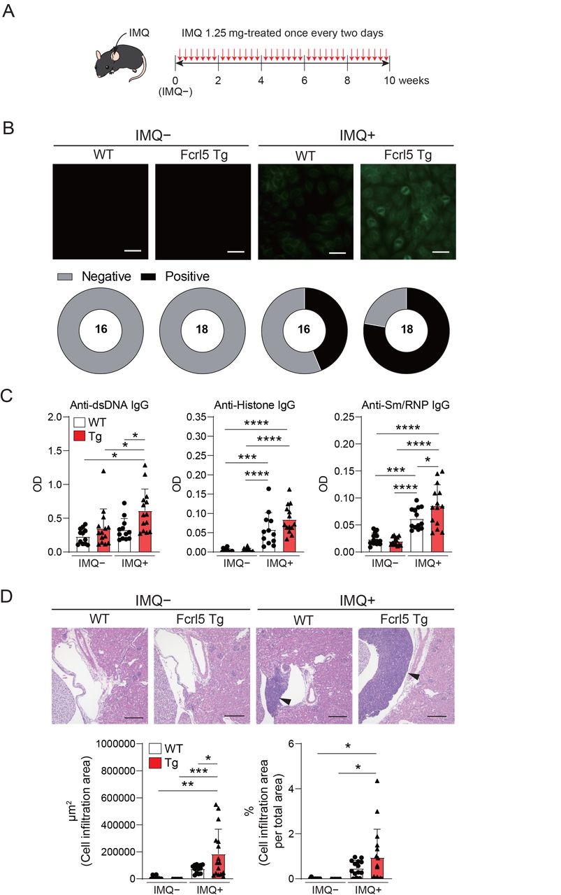 Imiquimod Cream | Mochida Pharmaceutical | Bioz