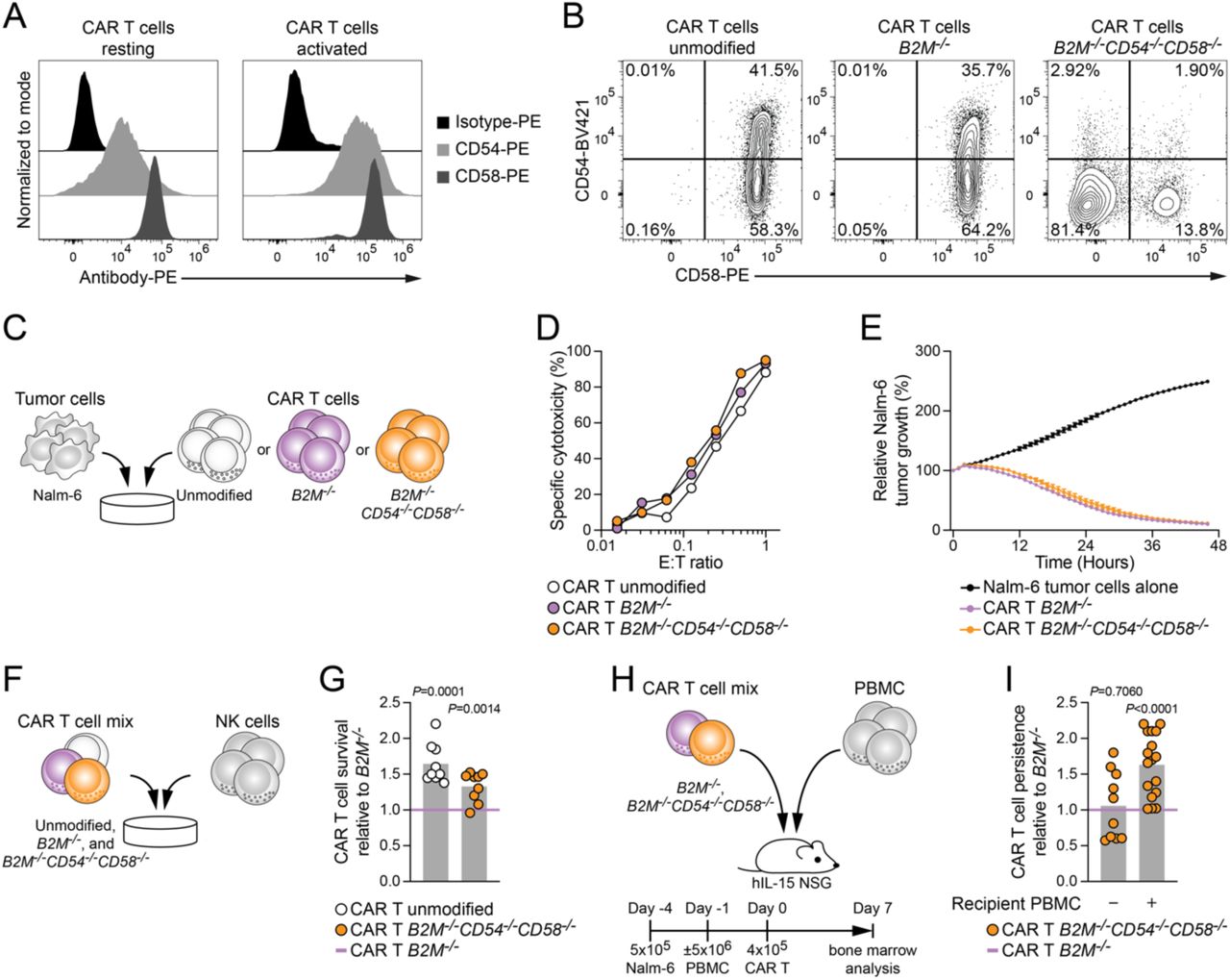Nalm 6 Cells | ATCC | Bioz