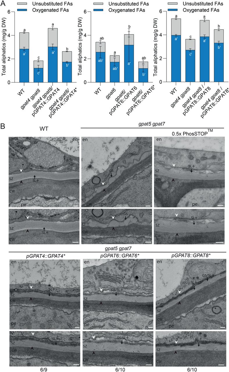 Transgenes | New England Biolabs | Bioz