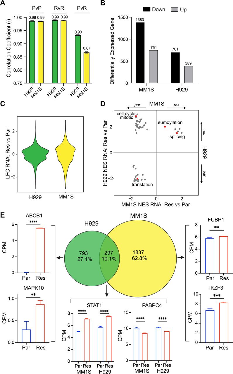 H929 Cell Line | ATCC | Bioz