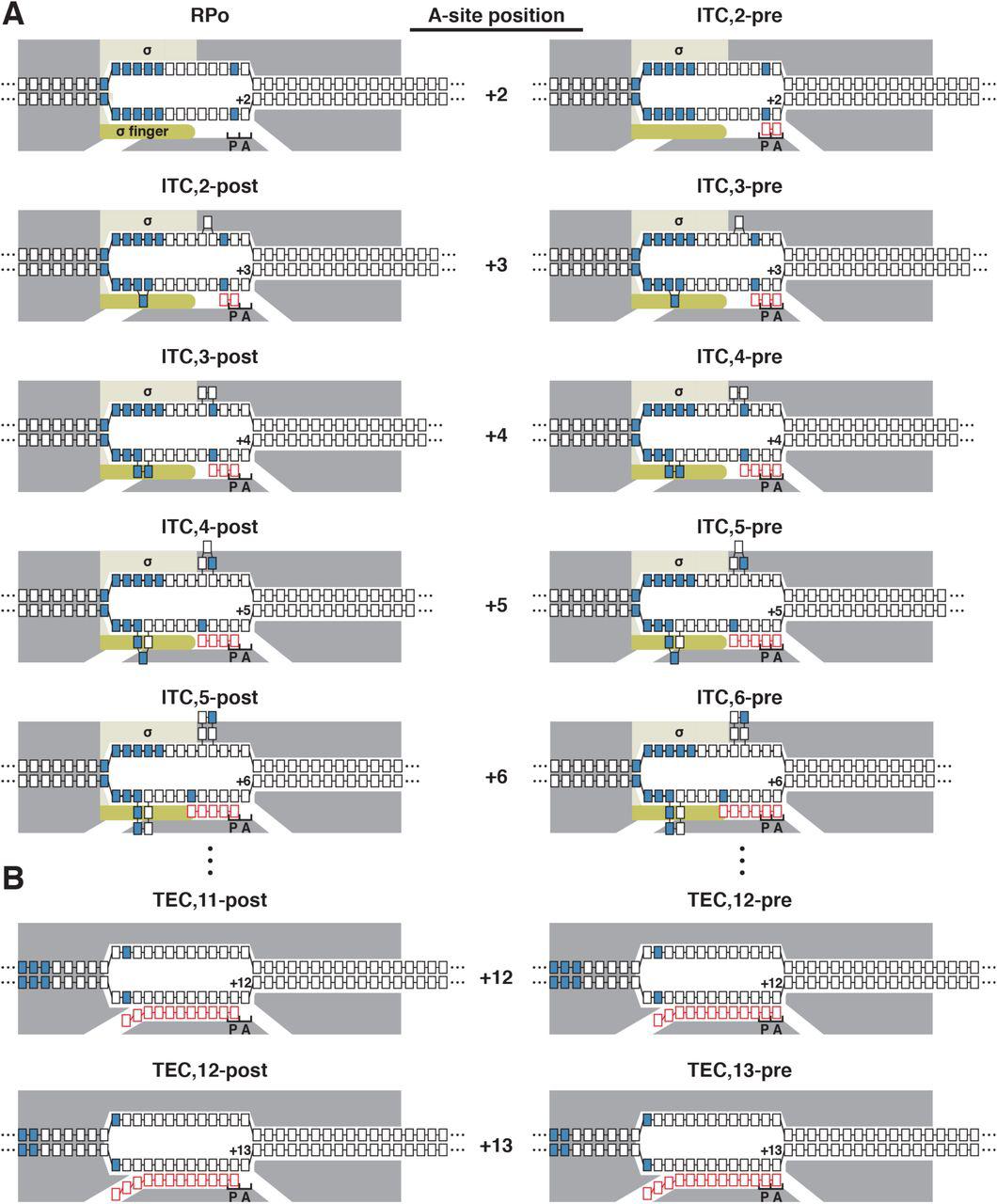 Dna Nucleotide Sequencing Reaction | Thermo Fisher | Bioz
