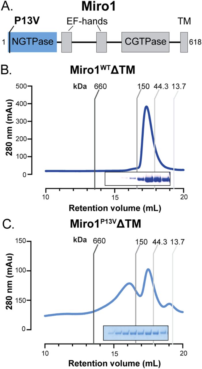 Miro1 | Thermo Fisher | Bioz