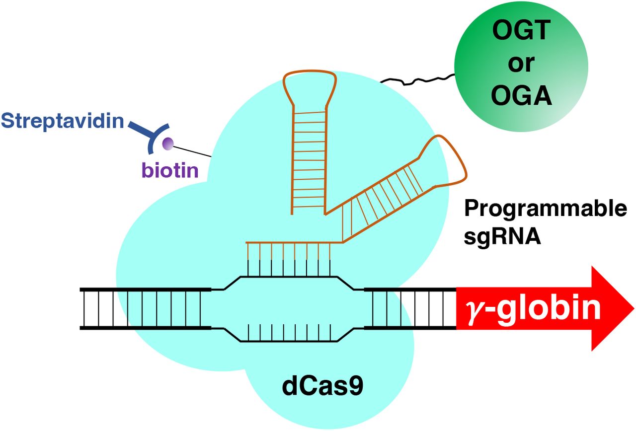Plv Dcas9 P300 P2a Puror Plasmid 83889 | Addgene inc | Bioz