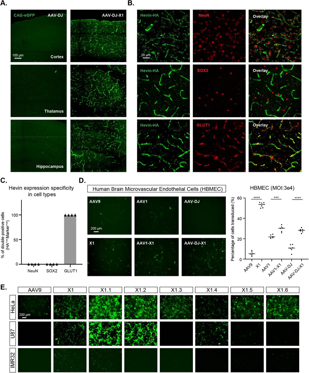 Human Brain Microvascular Endothelial Cells Hbmecs | ScienCell | Bioz