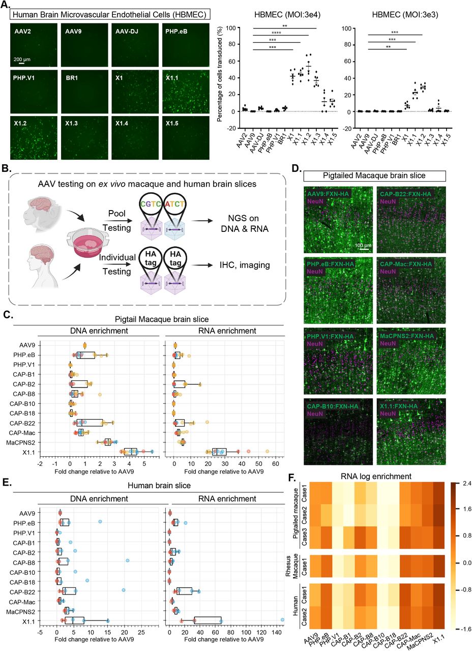 Human Brain Microvascular Endothelial Cell Hbmec | ScienCell | Bioz